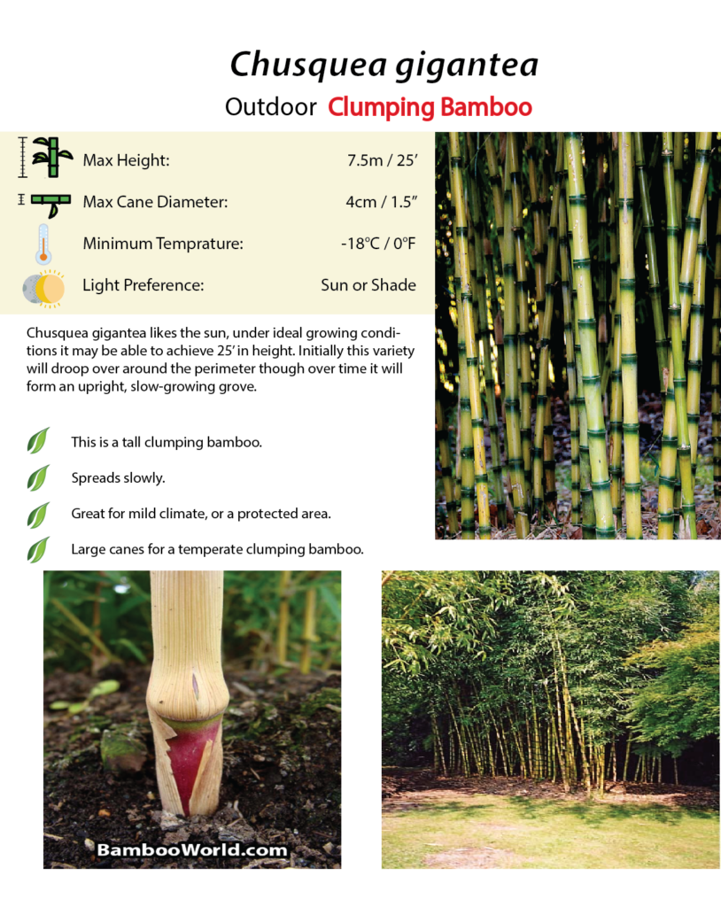 Chusquea Gigantea - Canada's Bamboo World