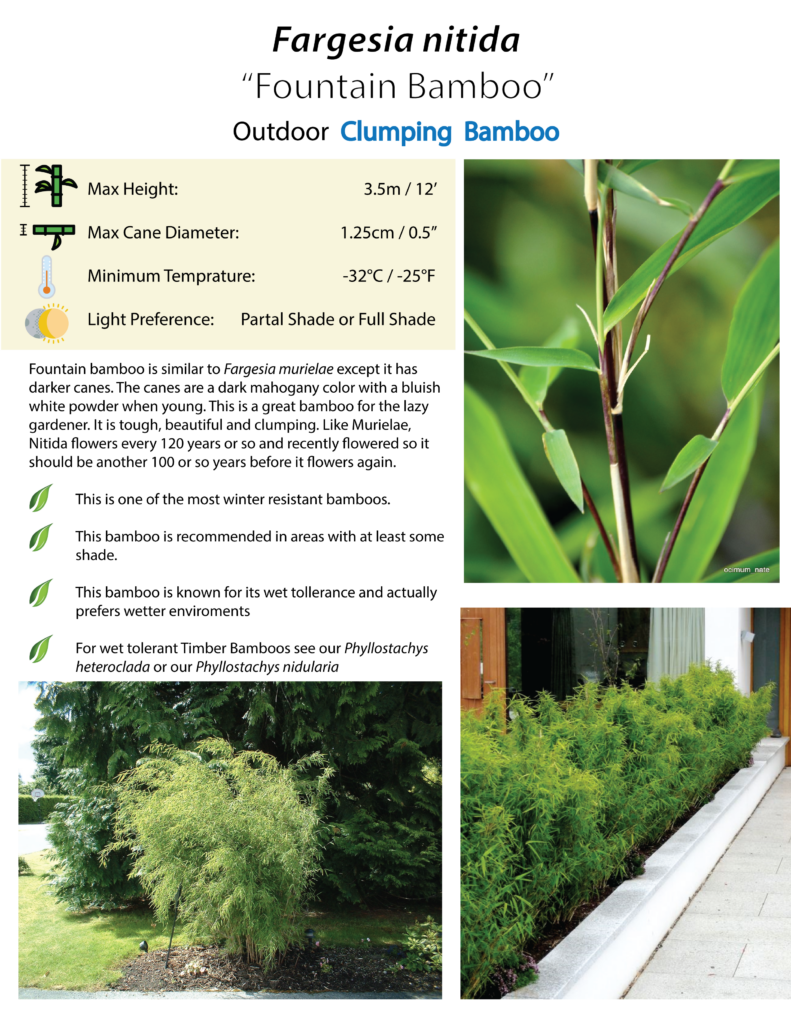 Fargesia nitida - Canada's Bamboo World