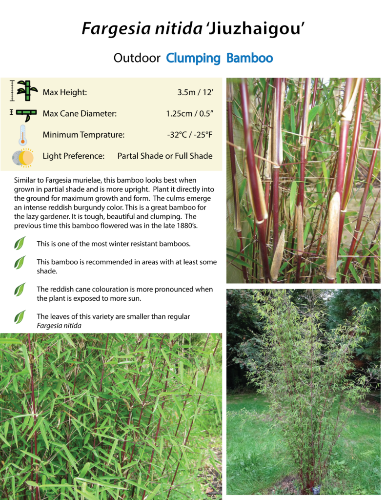 Fargesia nitida 'Jiuzhaigou' Clumping Bamboo - Canada's Bamboo World