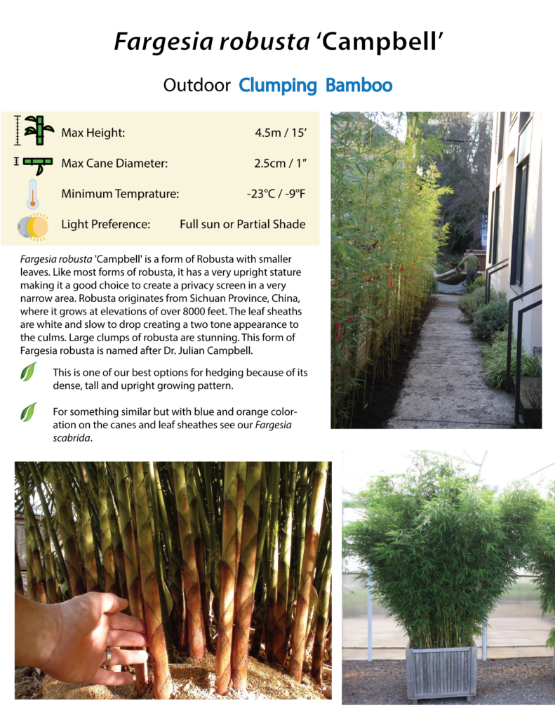 Fargesia robusta 'Campbell' - Canada's Bamboo World