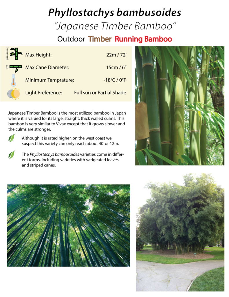 Phyllostachys bambusoides (Also Known as 'Madake' or Japanese Timber ...