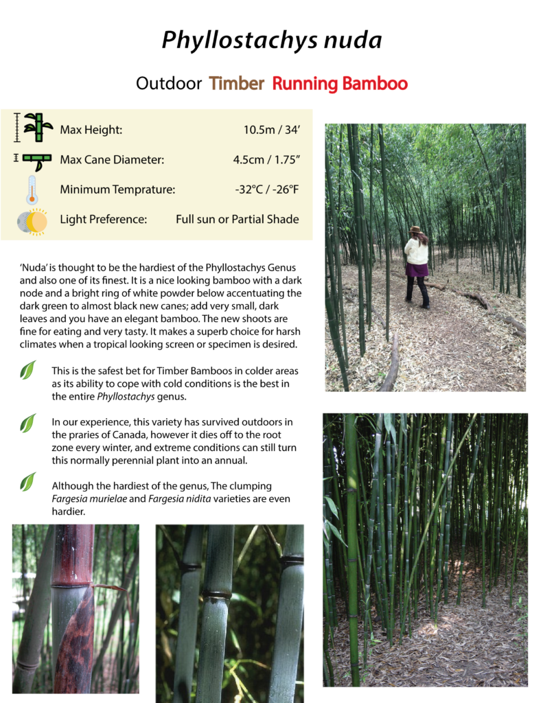 Phyllostachys nuda - Canada's Bamboo World