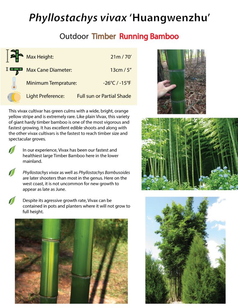 Phyllostachys vivax 'Huangwhenzhu' - Canada's Bamboo World