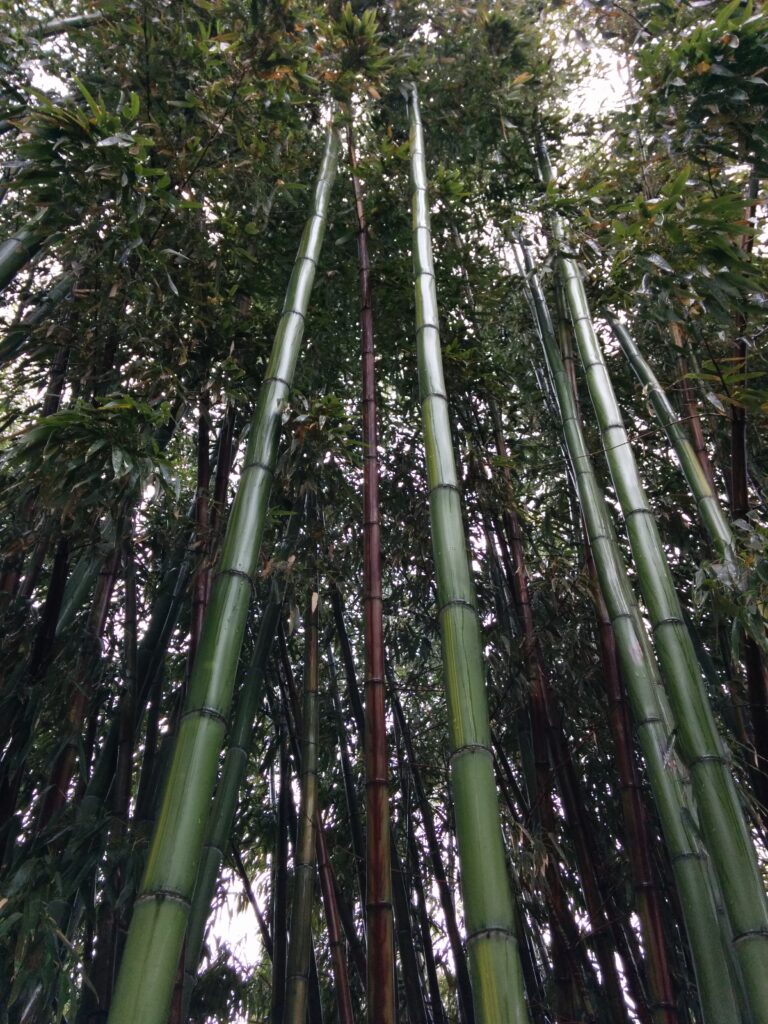 Phyllostachys vivax 'Huangwhenzhu' - Canada's Bamboo World